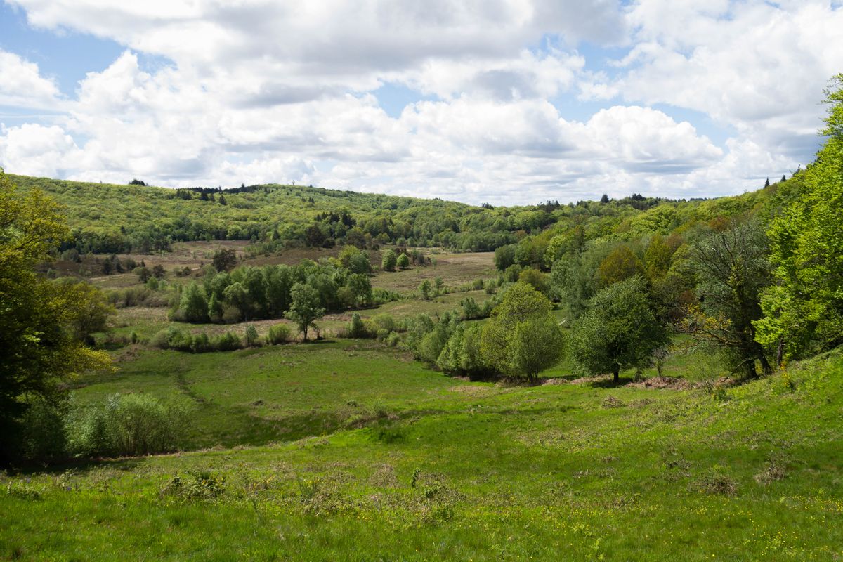 La préservation de la Tourbière des Dauges - Haute-Vienne